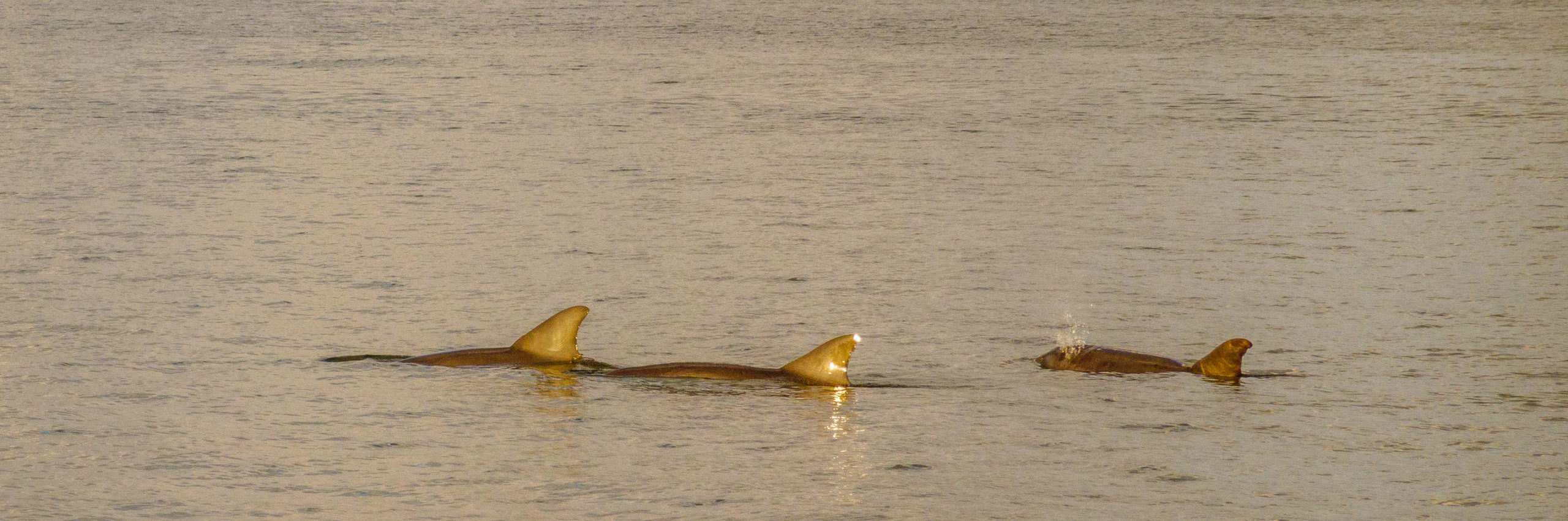 Nature - Sandpiper Management & Vacation Rentals